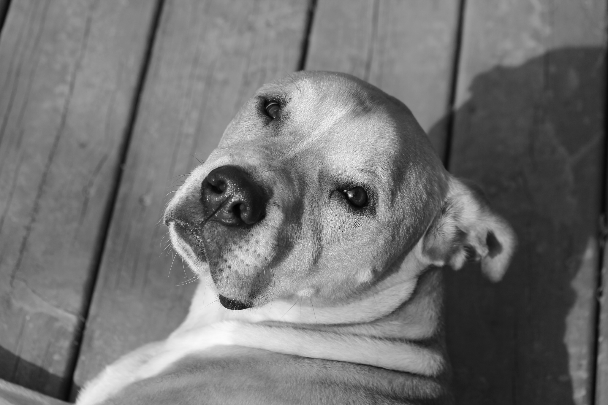 ALLAY Calm Canine – ALLAY Canine Academy