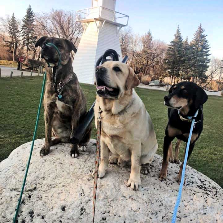 ALLAY Canine Academy – Behaviour & Relationship Based Dog Training Services